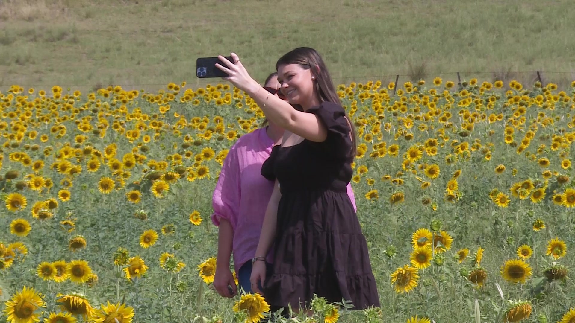 Sunflowers make for pretty pictures across Liverpool Plains – NBN News