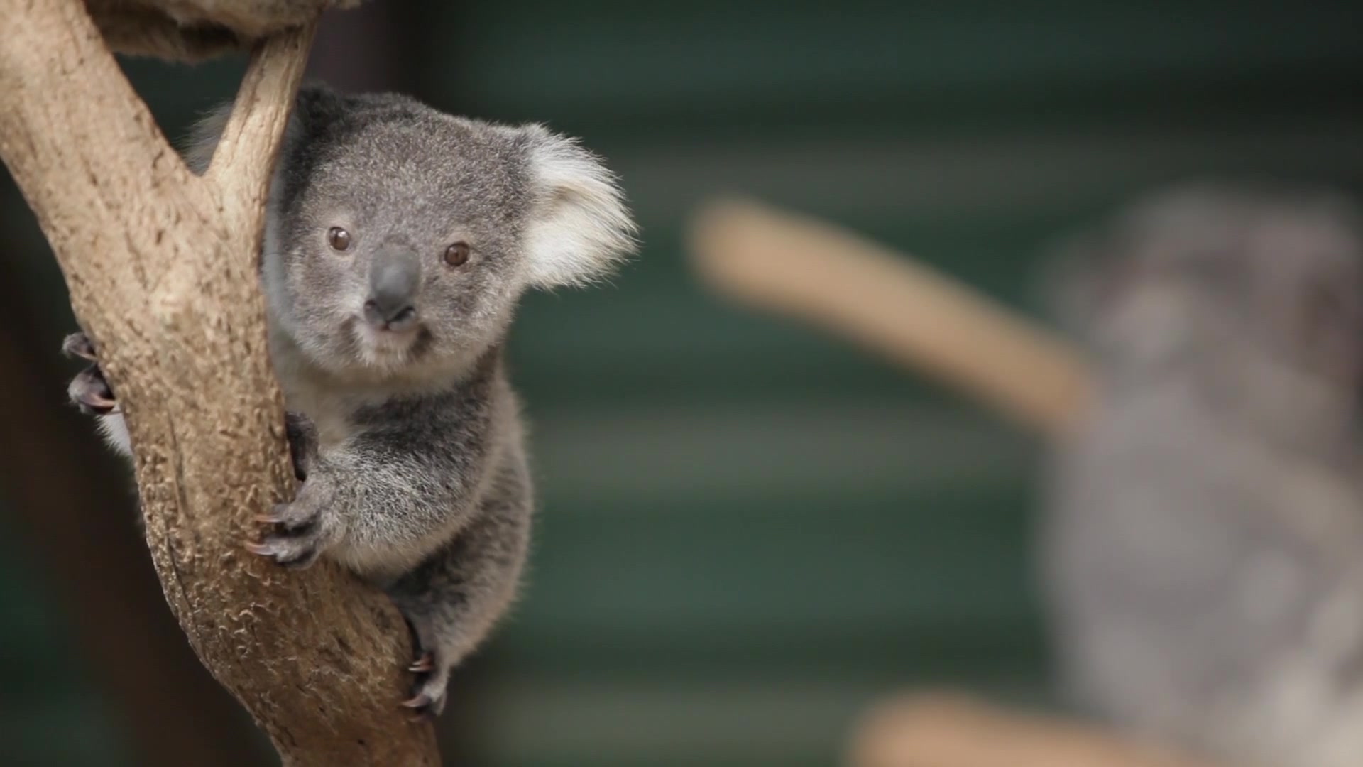 Growing a future for koalas at Kindly Animal Sanctuary Armidale – NBN News