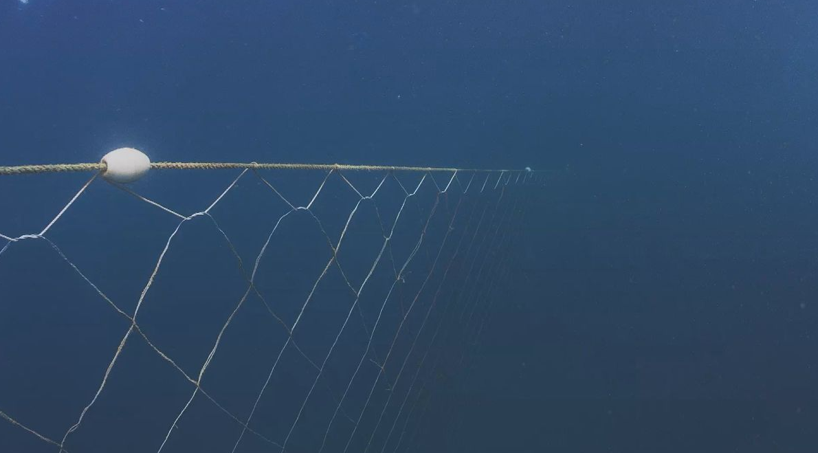 Ten endangered, 124 more marine life found dead in NSW shark nets, data ...
