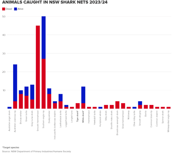 Ten endangered, 124 more marine life found dead in NSW shark nets, data ...
