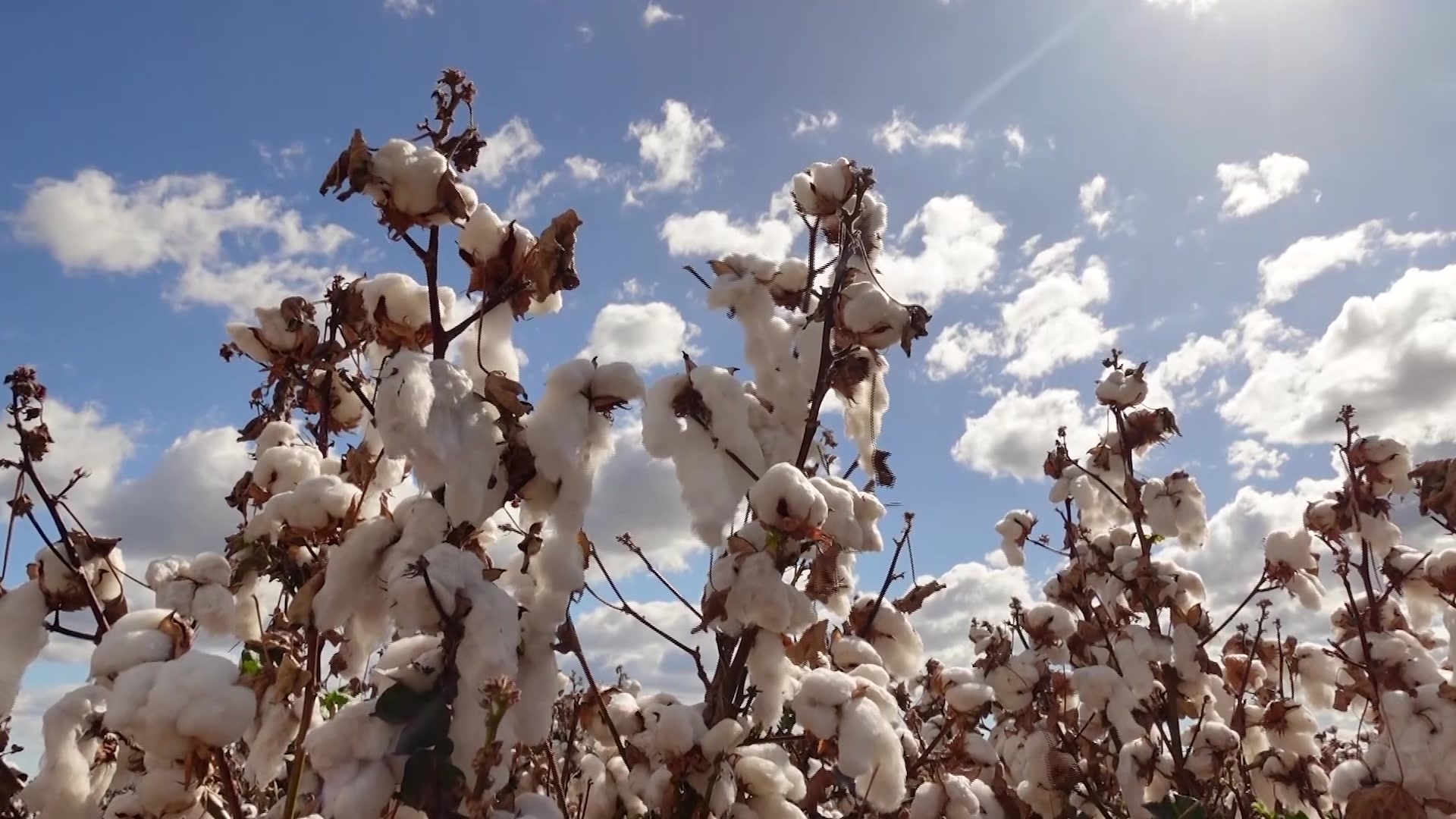 Environmental wins for the cotton industry – NBN News