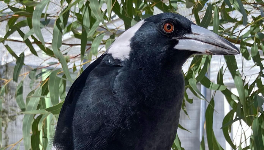 Insta-famous bird Molly the magpie returned home to carers, authorities ...