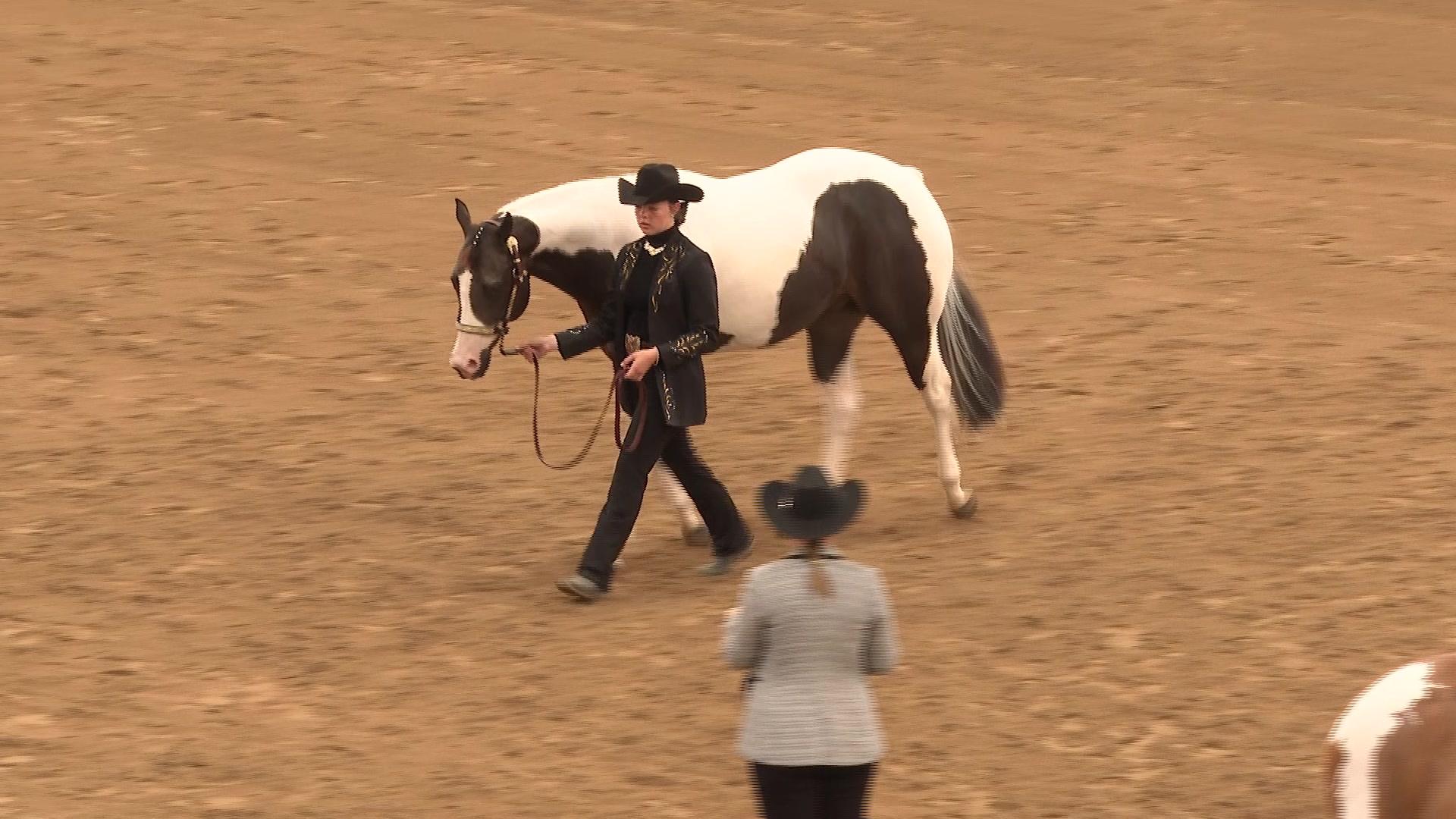 Paint Horse National Titles celebrates unique breed – NBN News