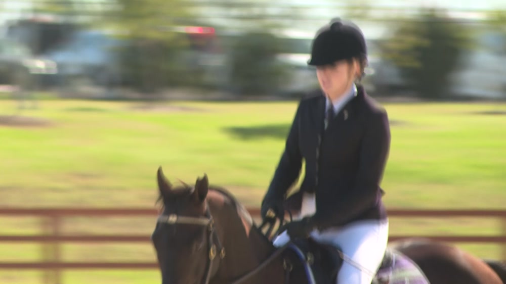 Australian Stock Horse National Show begins in Tamworth – NBN News