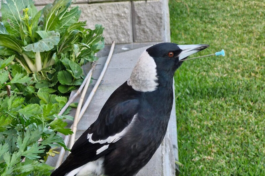 Fears of copycat shooting as fourth magpie spotted impaled with blow ...