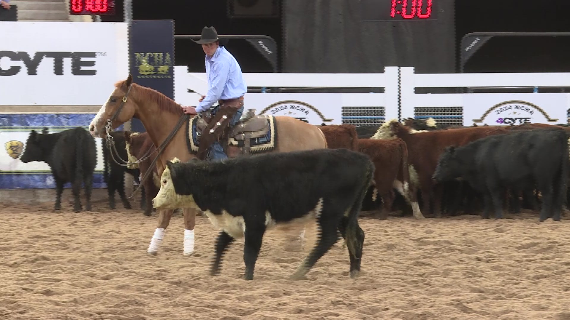 NCHA’s 50th Futurity begins in Tamworth – NBN News