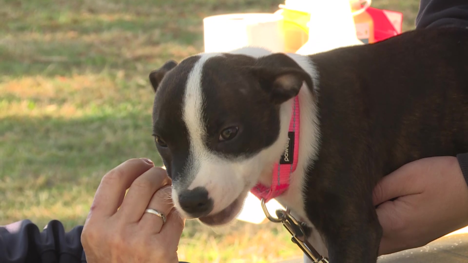 Pop up clinic for pets raising vaccine and microchip numbers – NBN News