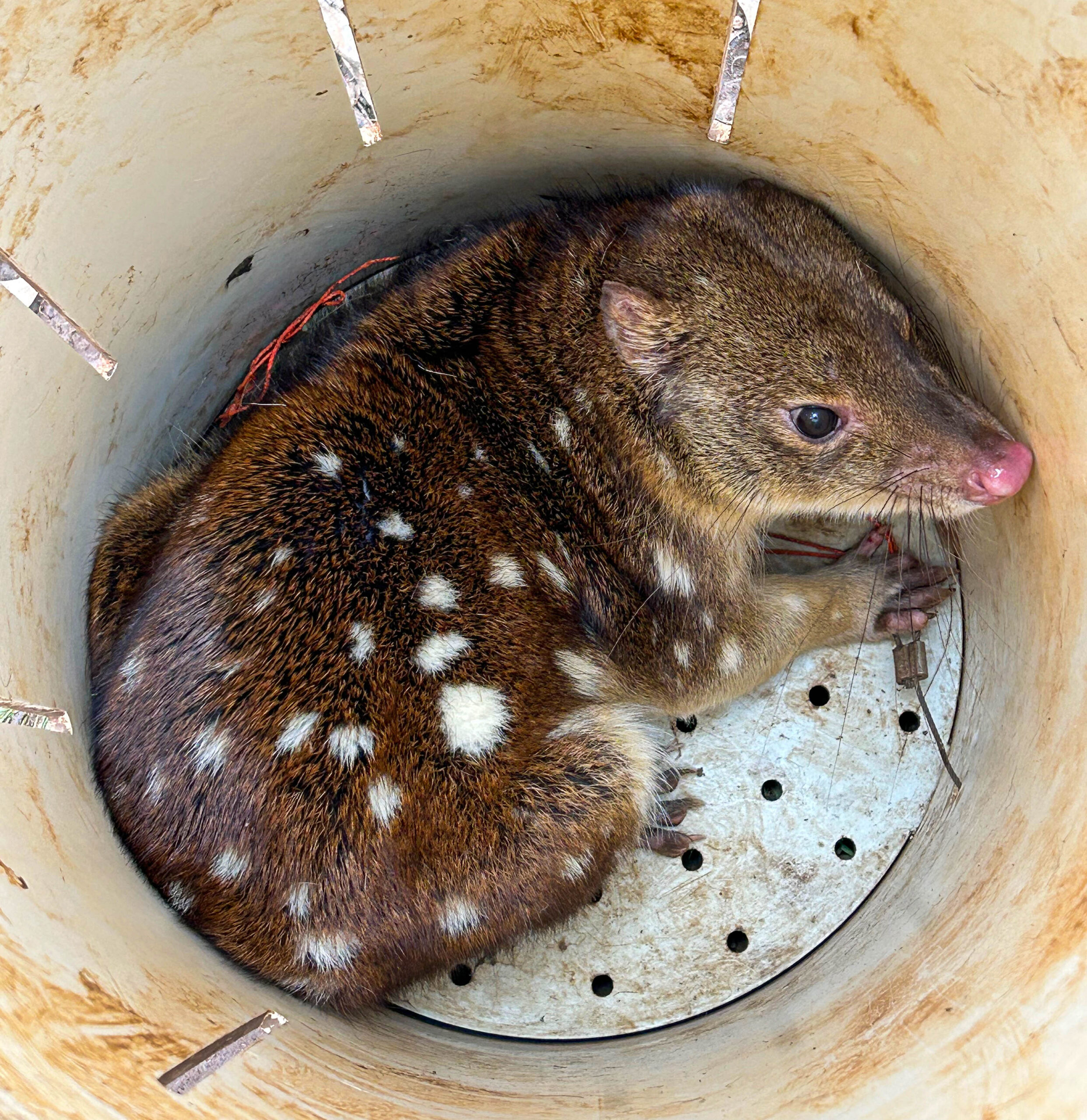 Aussie Ark complete intensive eco survey – NBN News