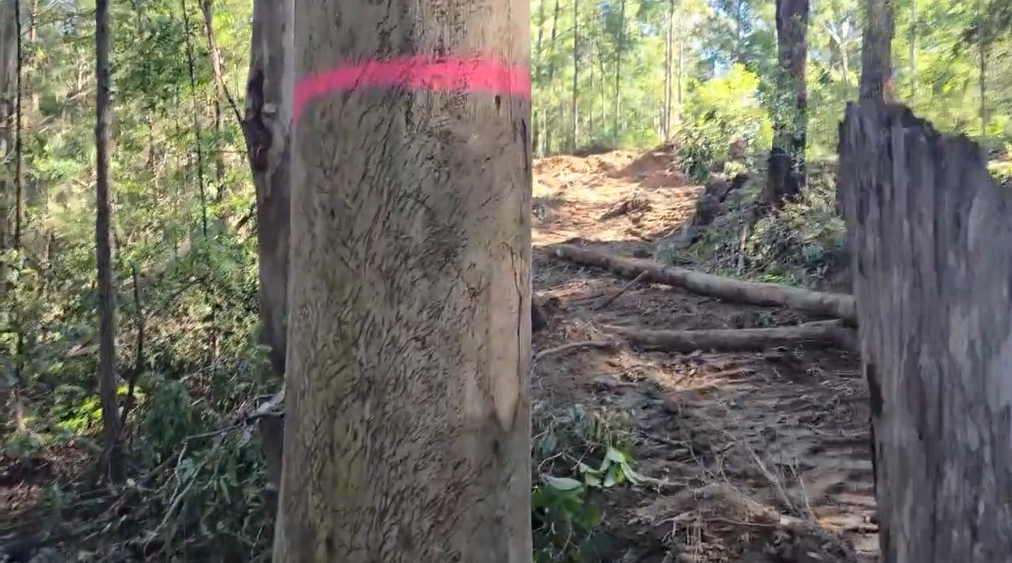 EPA confirms they are investigating alleged breaches by Forestry Corp ...