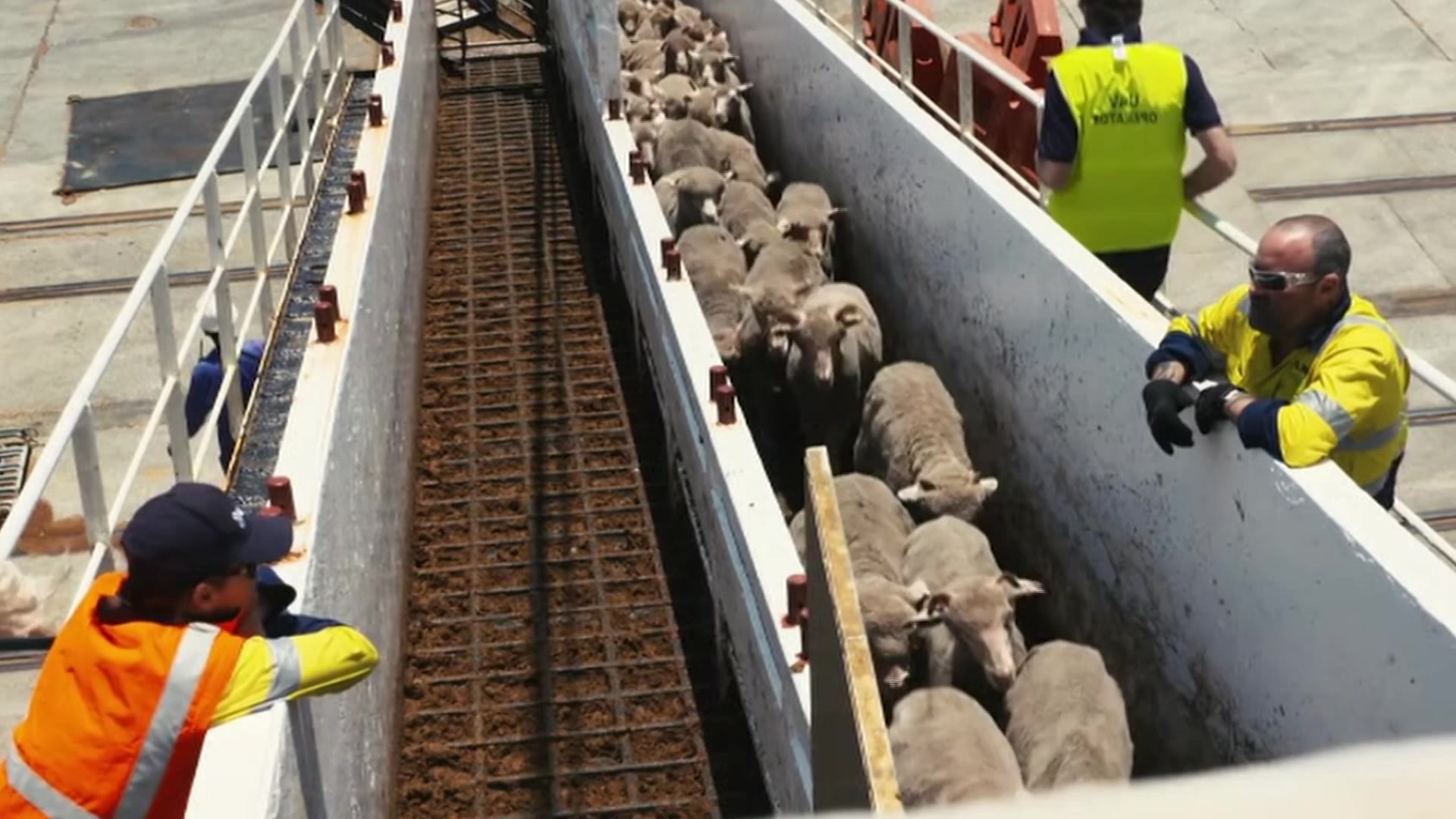 NSW Farmers to debate live sheep export ban, dairy future at July ...