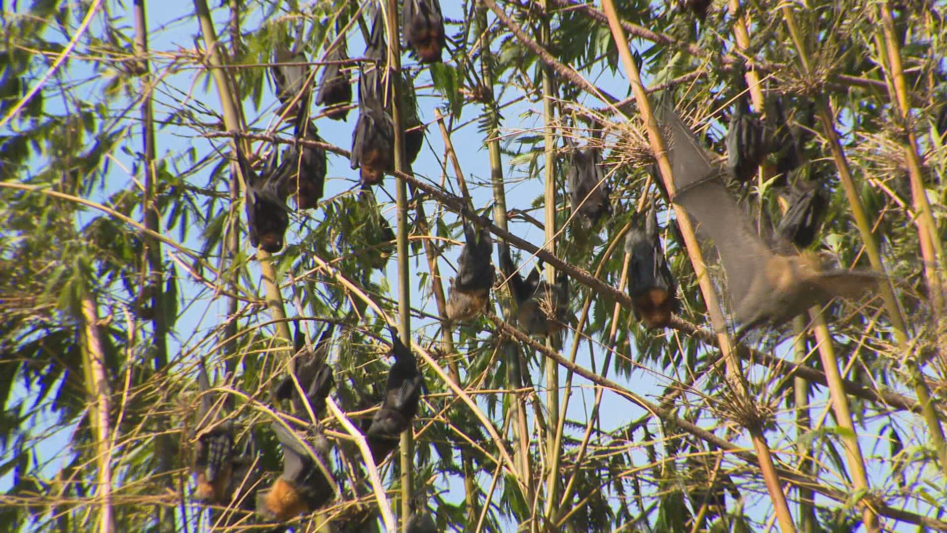 Maitland Council to crack down on flying foxes – NBN News