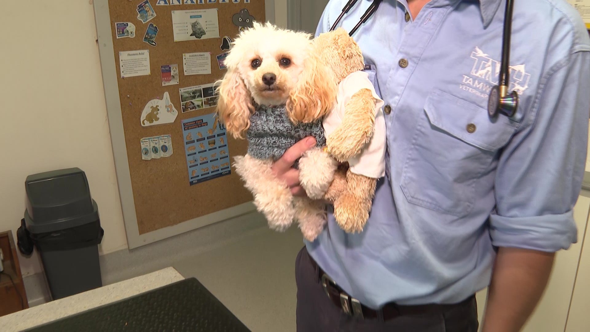 Vet shortage inquiry hands down recommendations – NBN News