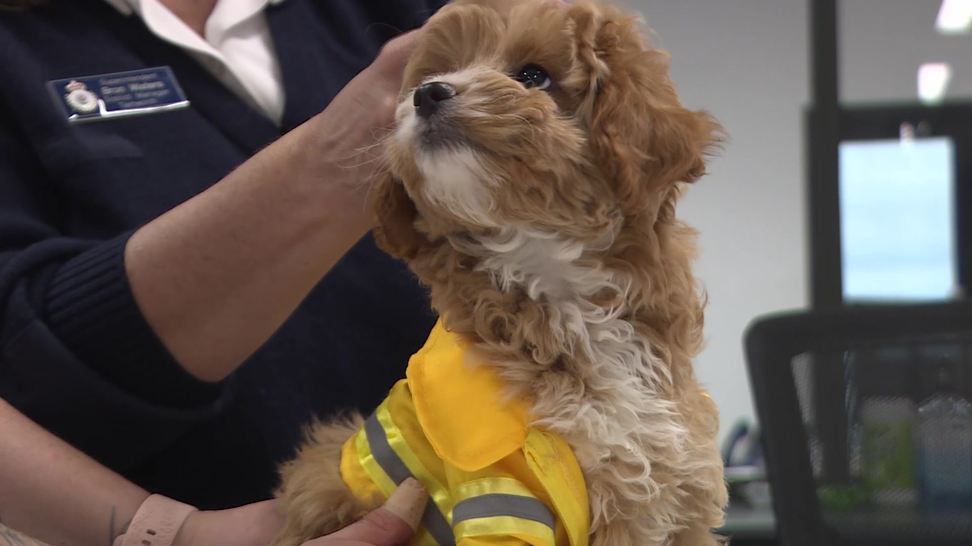 The puppies bringing paw-sitive moral support to fire stations – NBN News