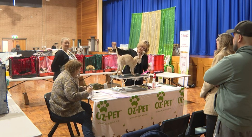 Fabulous felines aplenty at Tamworth cat show – NBN News