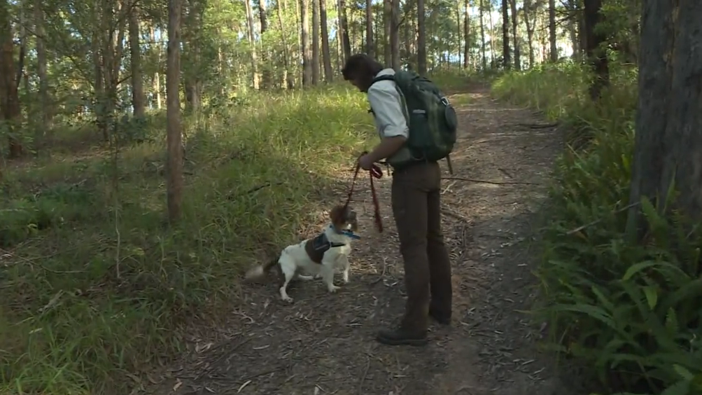 Koala detection dog looking for koalas near Coffs Harbour CBD – NBN News