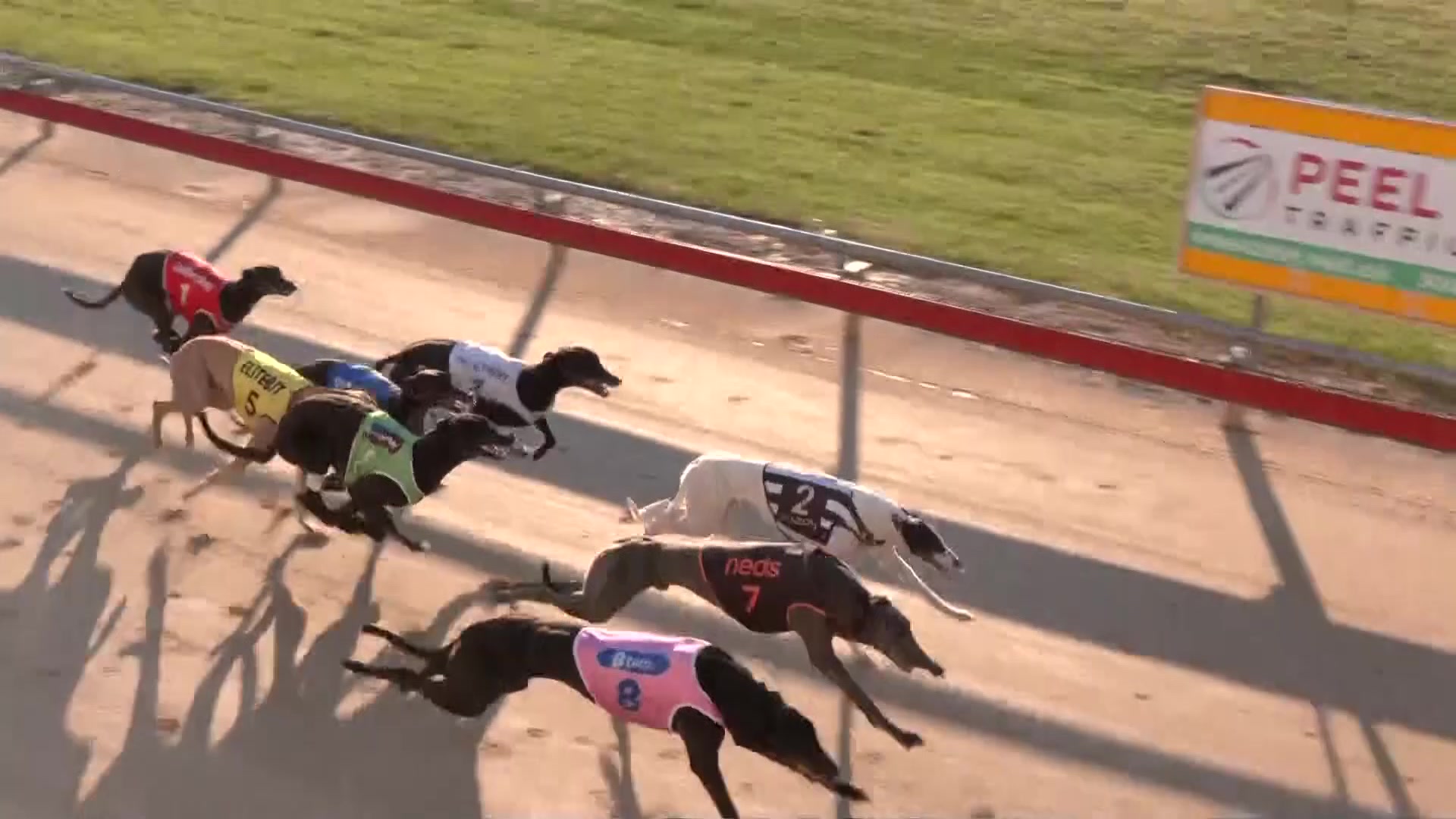 Gunnedah and Grafton dog among Million Dollar Chase semi finalists ...