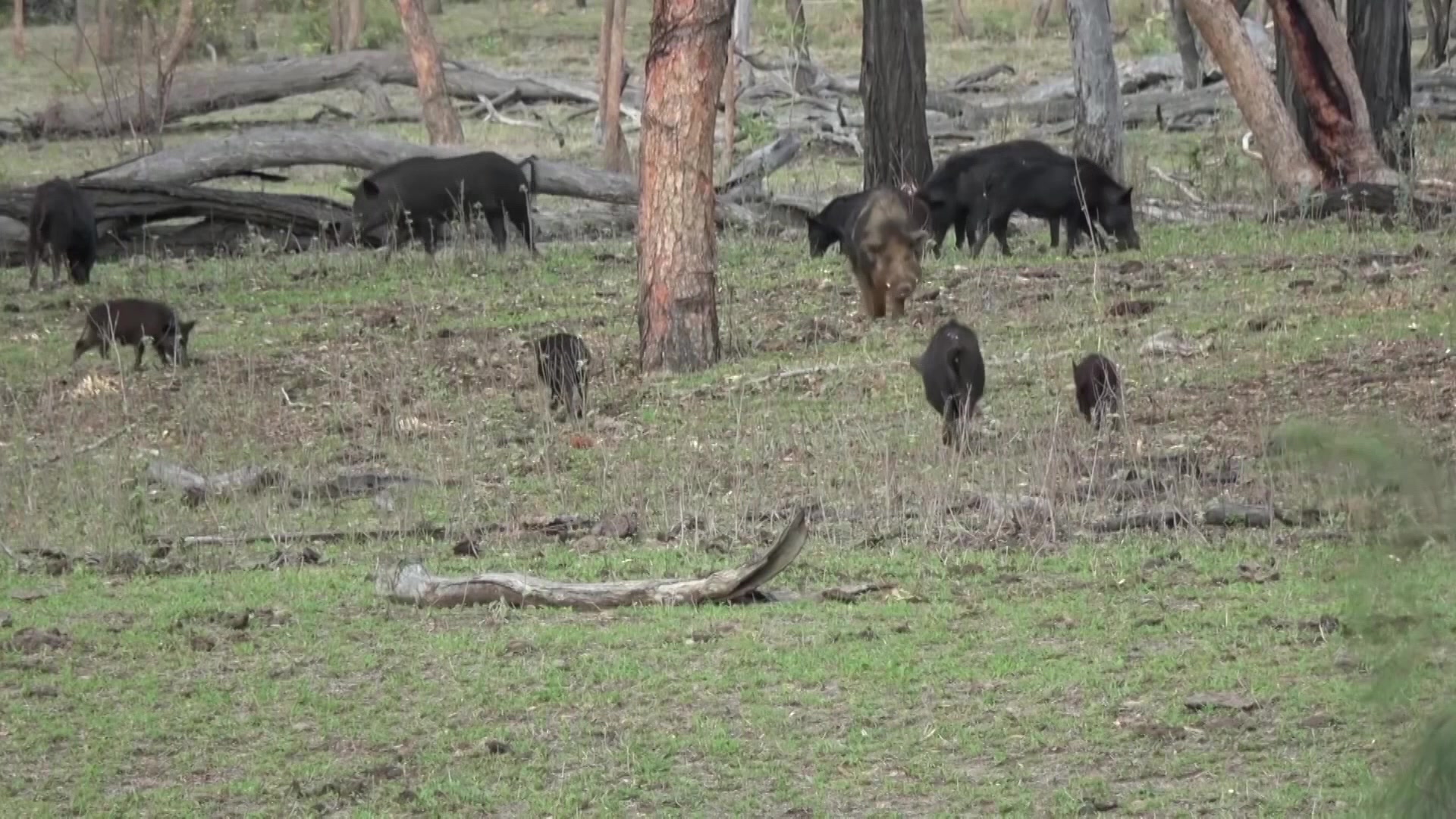 Feral pigs populating rapidly in the North West – NBN News