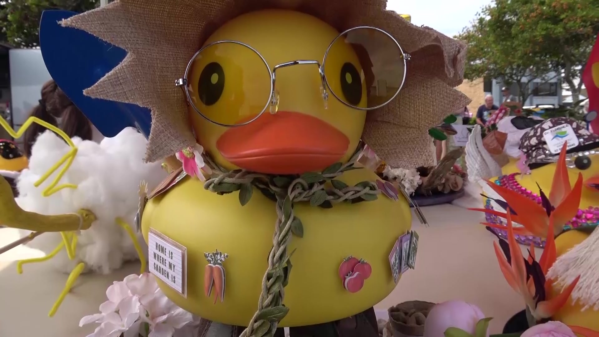 Rotary Duck Race marks 35th year on the Richmond River – NBN News