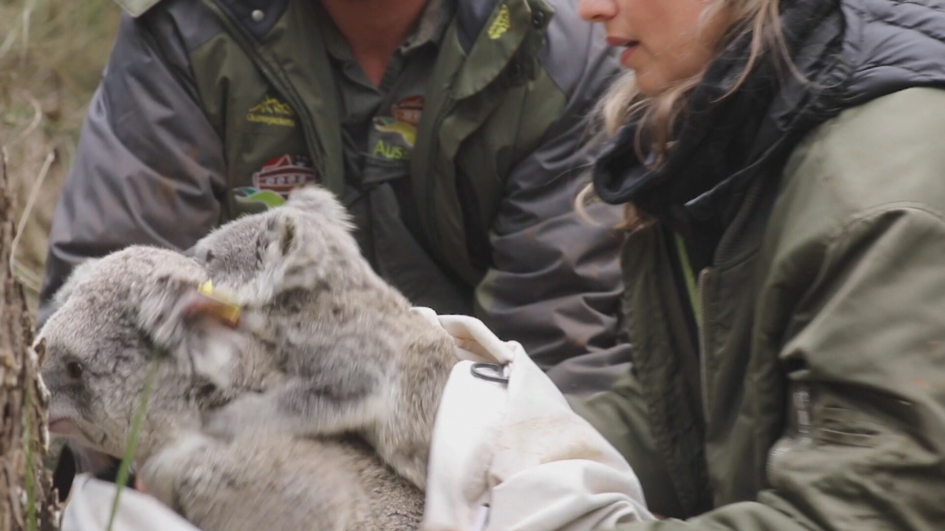 EXCLUSIVE: The new pilot program helping rid koalas of Chlamydia – NBN News