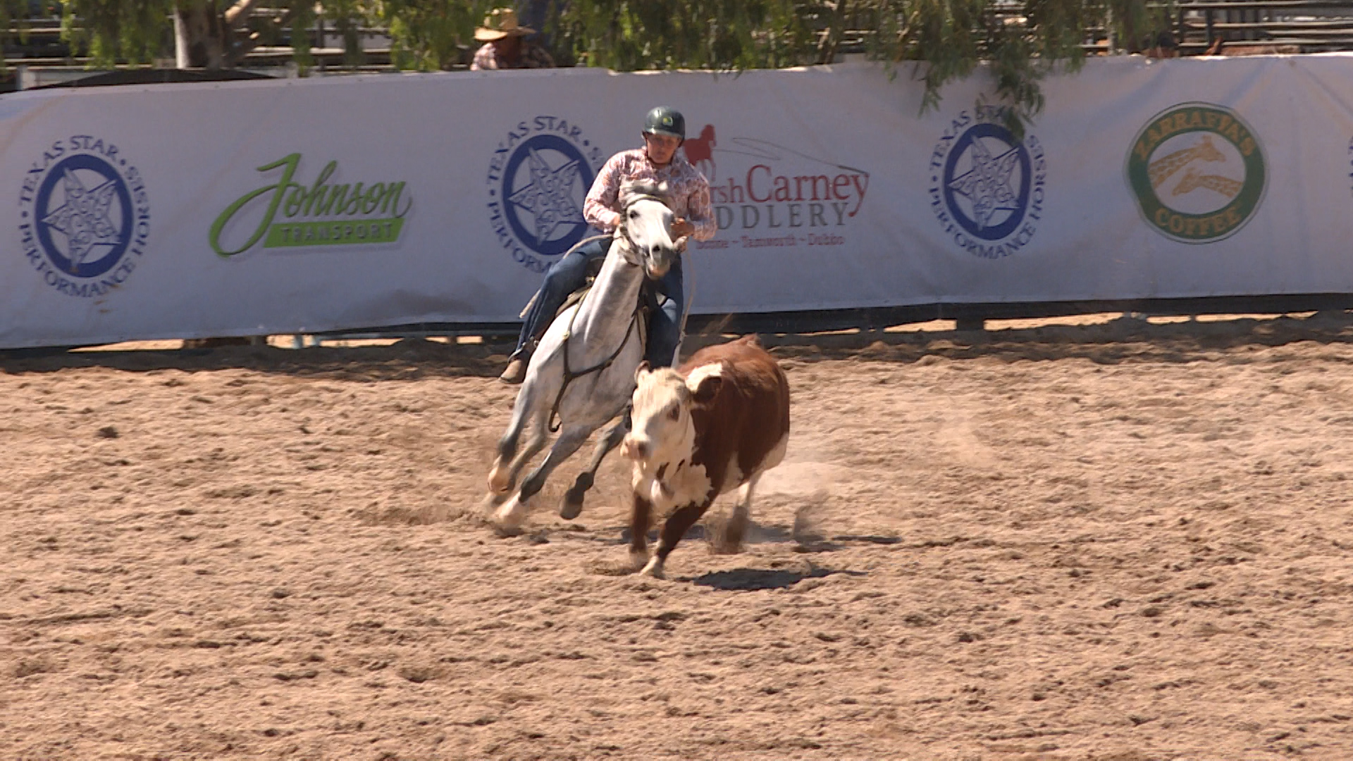 AELEC holds two major cow horse events simultaneously – NBN News