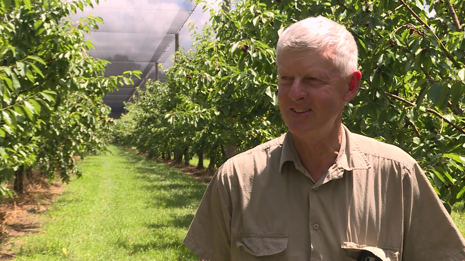 New England cherry producer to pick 10 tonnes before Christmas – NBN News