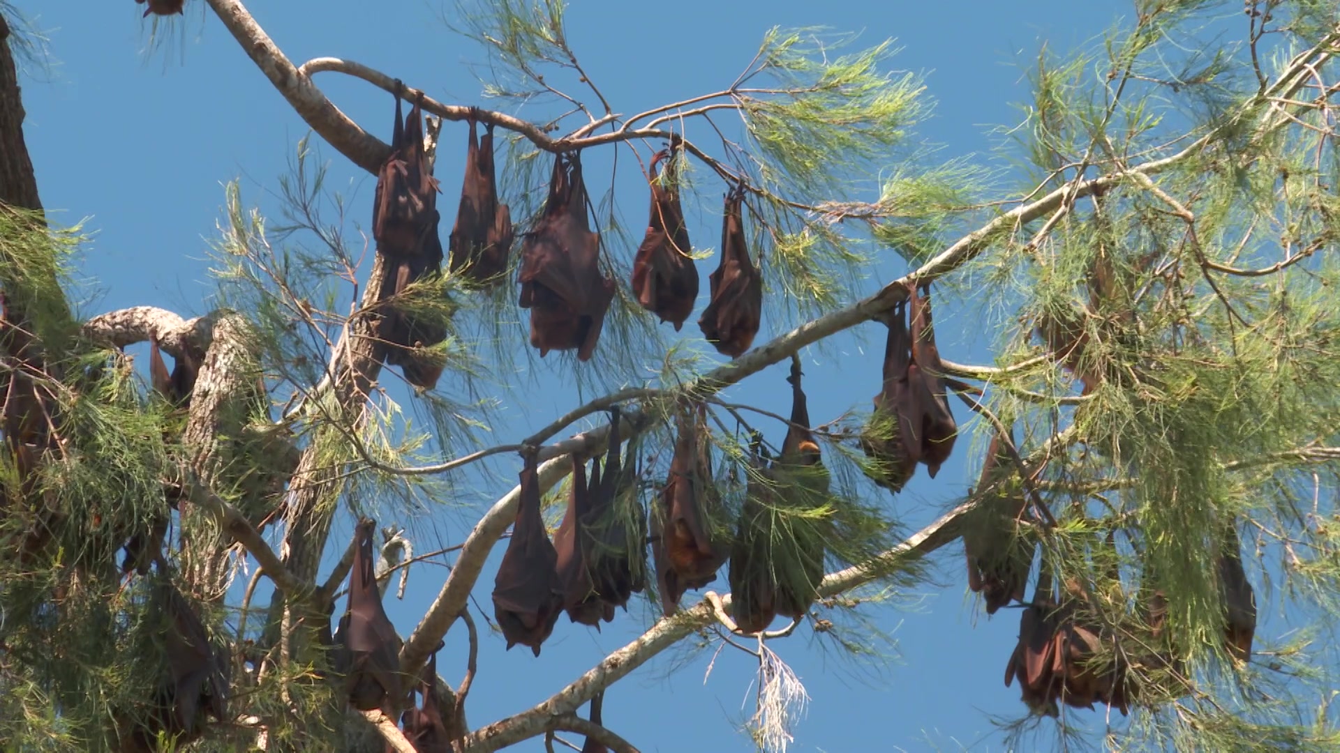 Thousands of Flying Foxes close two parks in the Richmond Valley – NBN News