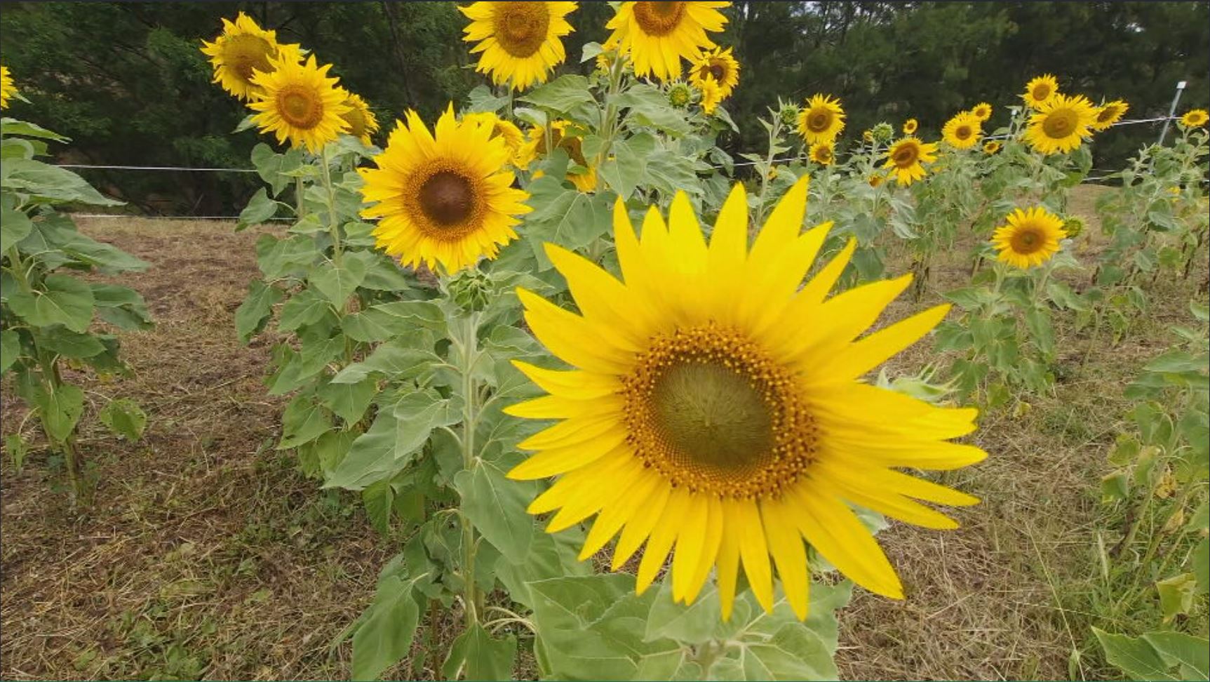 Hunter properties pop with colour as flower farmers reap fruits of ...