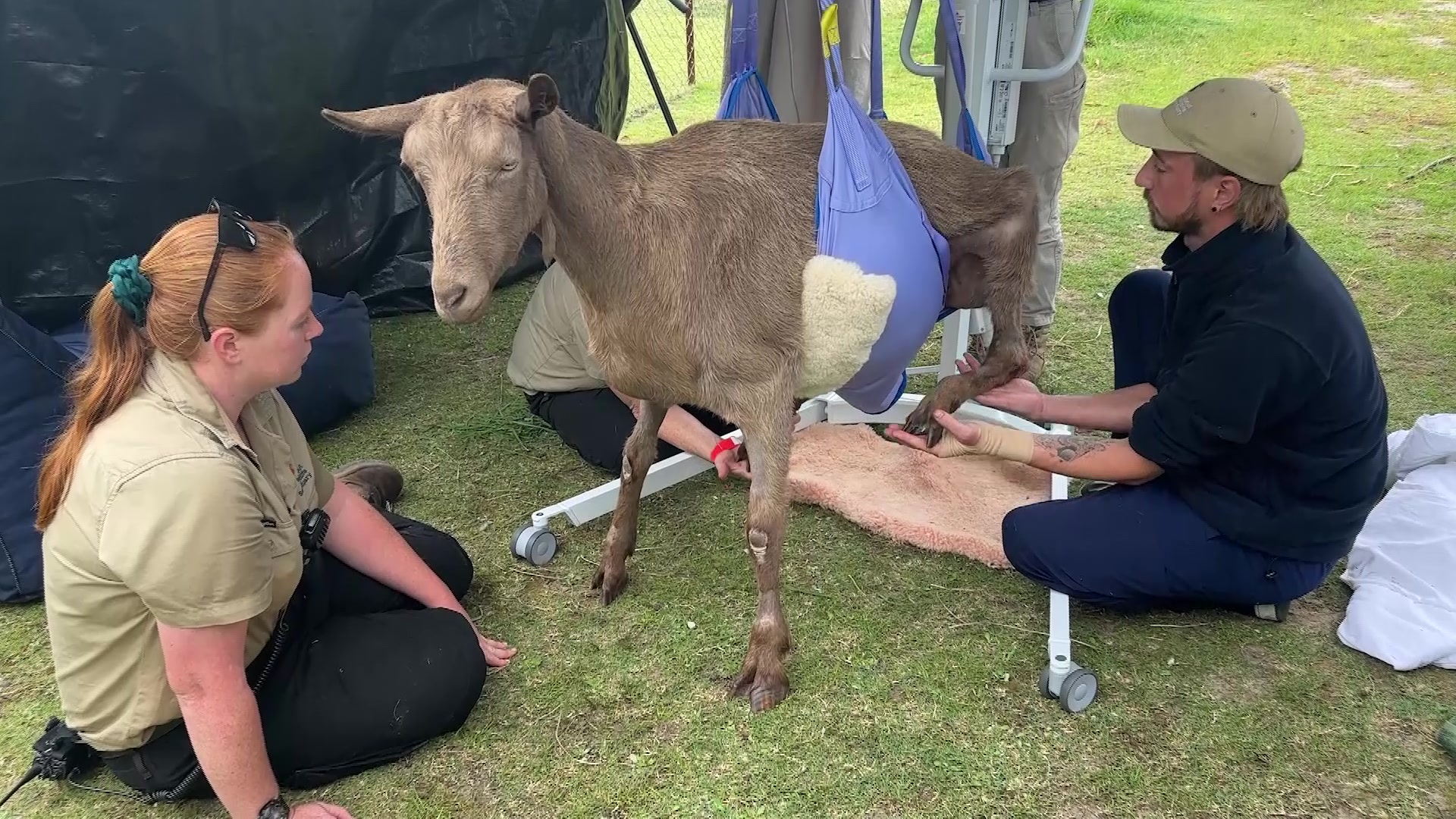 ‘Gonkey’ the goat’s incredible recovery – NBN News