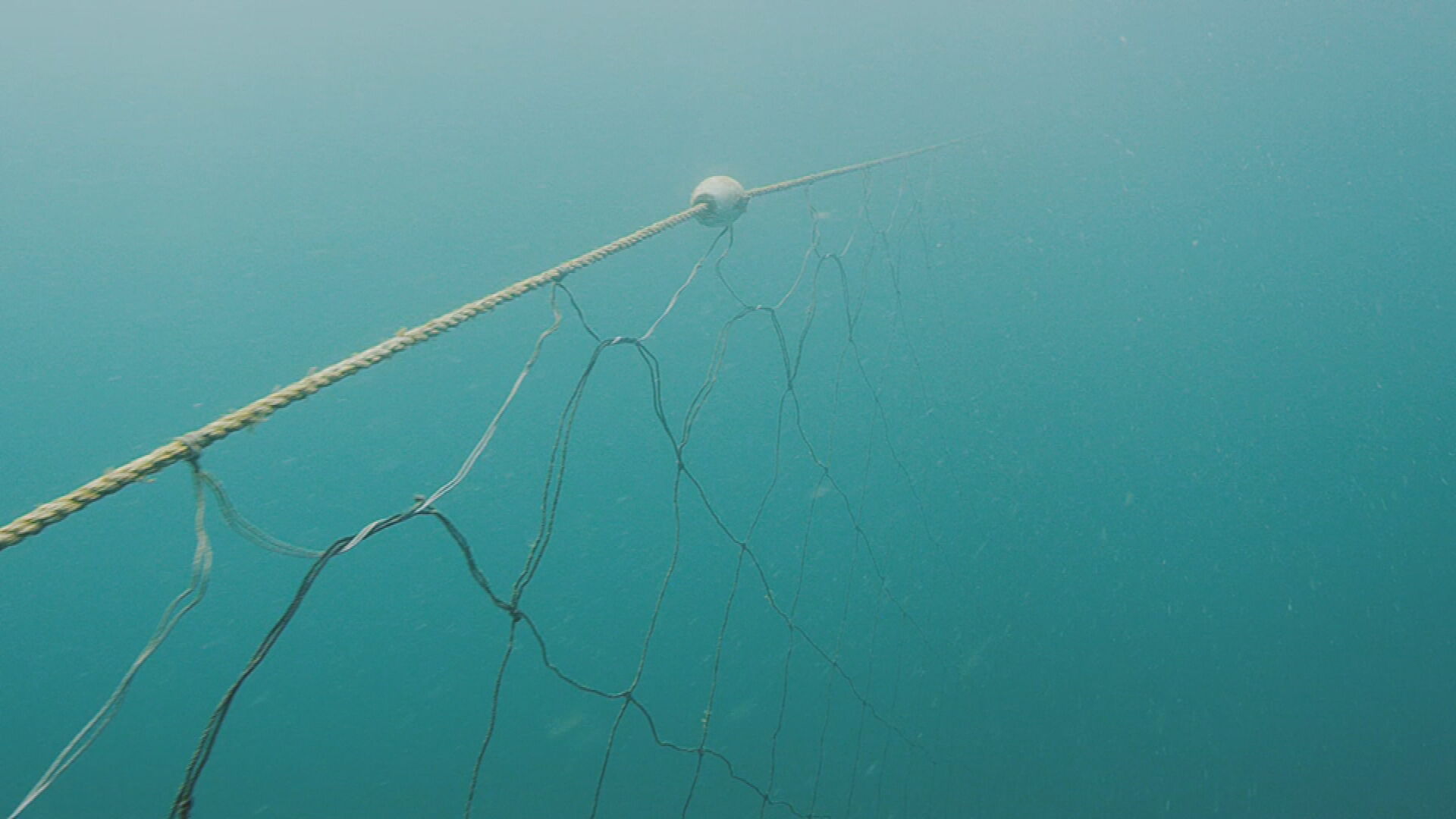 Australian-first trial as shark net debate heats up – NBN News