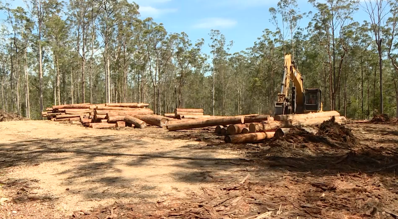 WWF claims banning native logging could increase jobs, while AFPA says ...