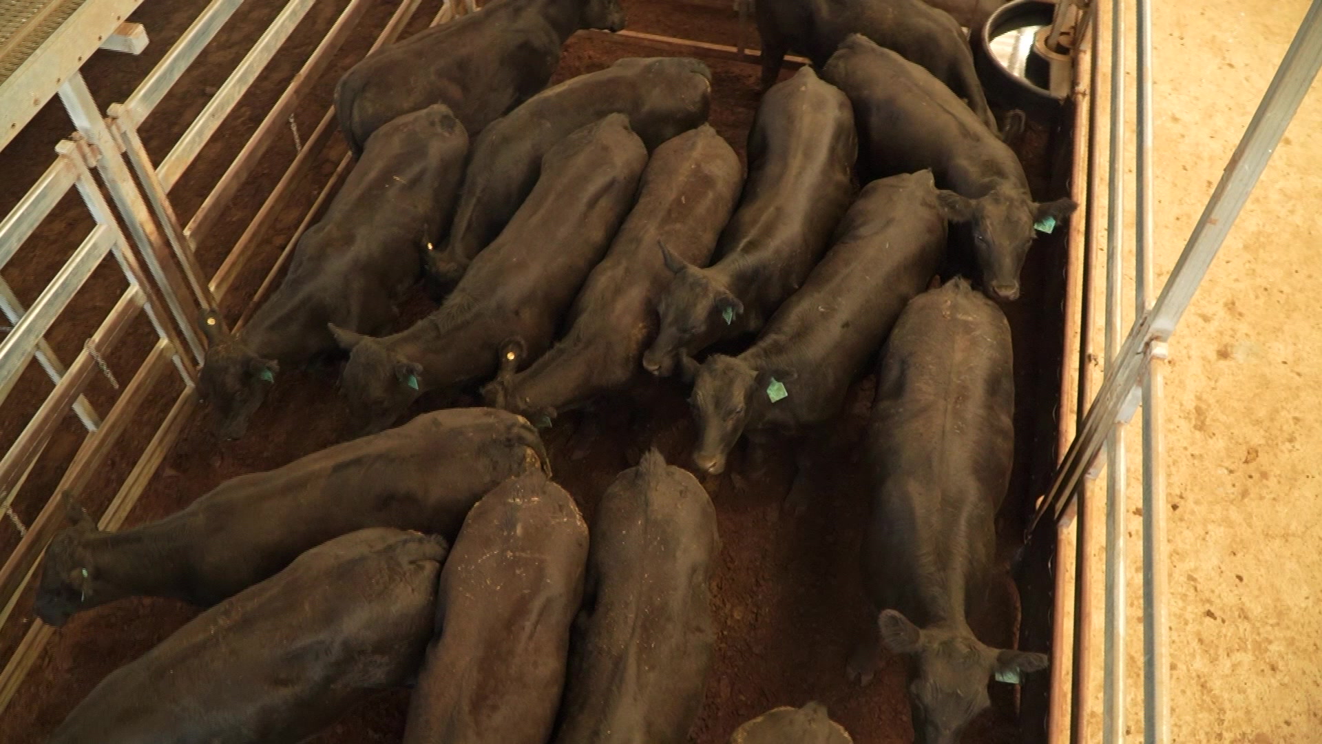 North West beef market holding ‘remarkably well’ – NBN News