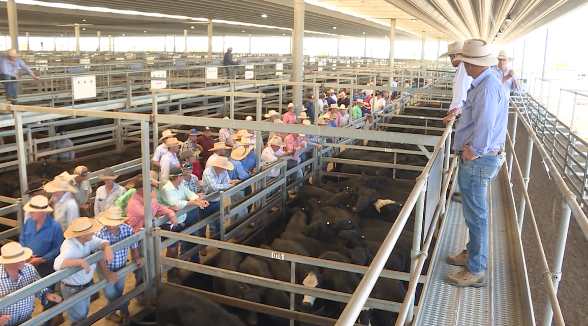 Steers and heifers go under the hammer at Tamworth feature weaner sale ...
