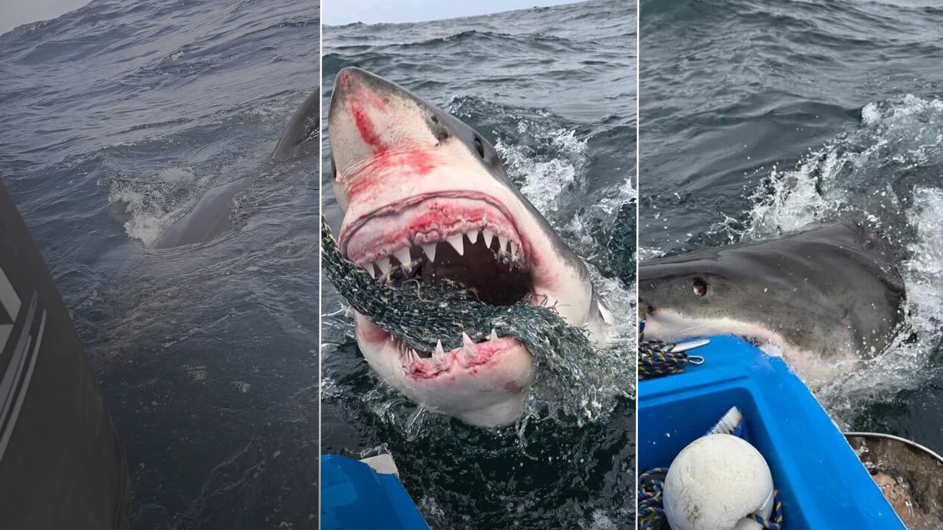 Port Stephens crew’s incredible Great White shark encounter – NBN News