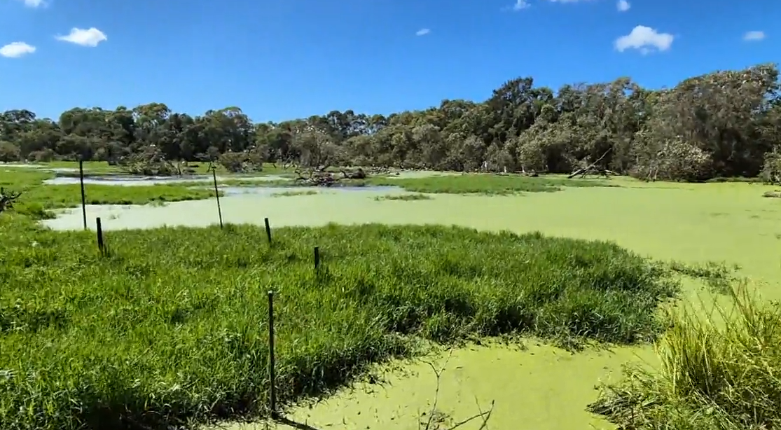 $500,000 grant awarded to protect Hunter wetlands – NBN News