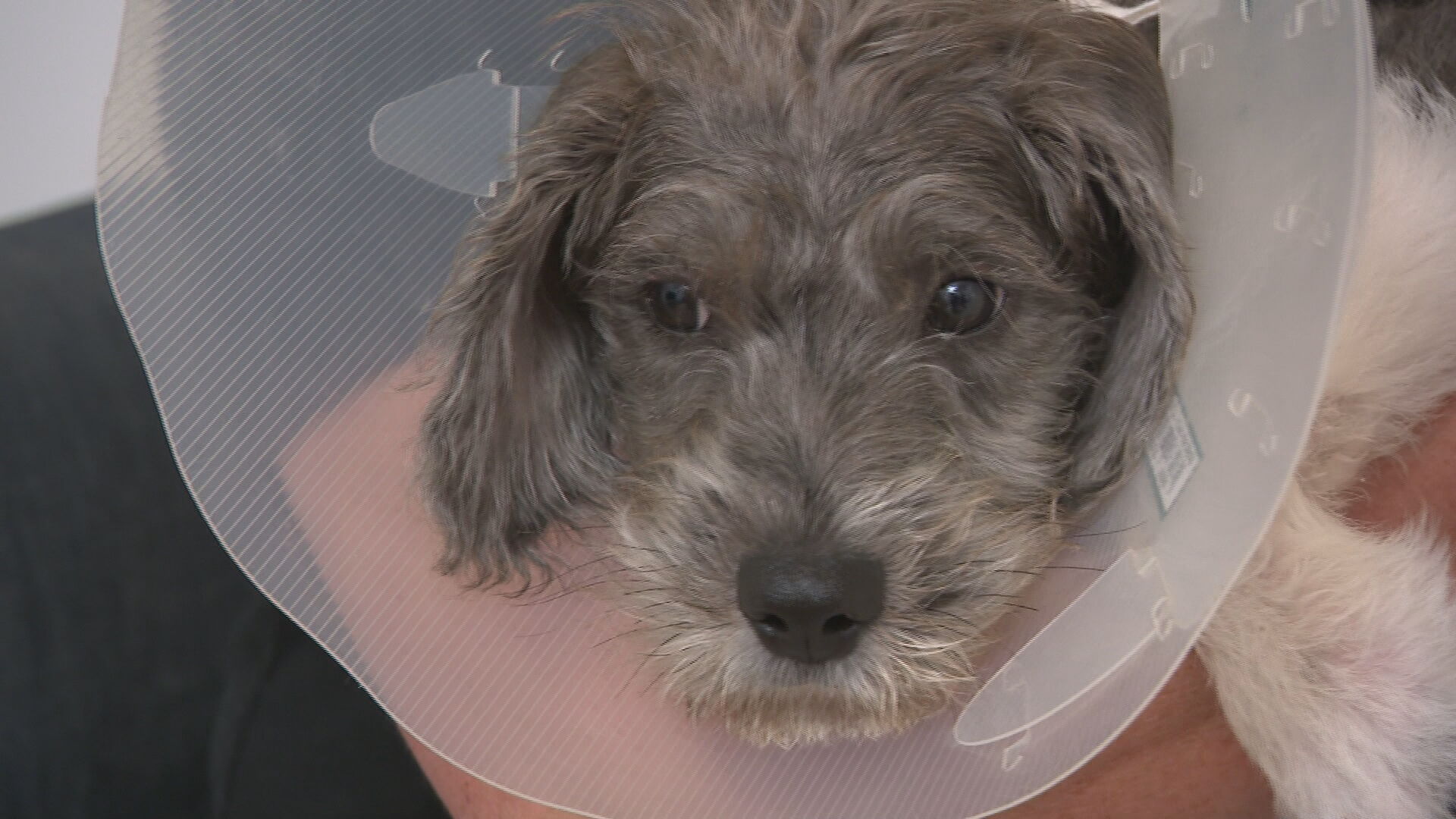 Dog Rescue Newcastle fielding rise in dumped pets – NBN News