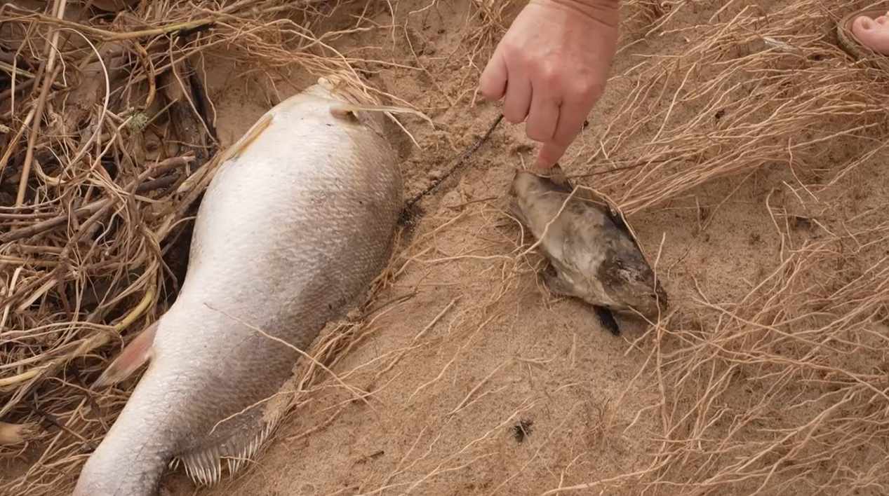 Moderate fish kills in the Richmond River – NBN News