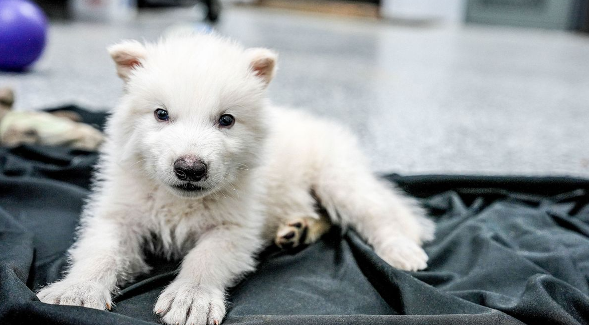 Scientists help birth Dire Wolves 12,500 years after they became ...