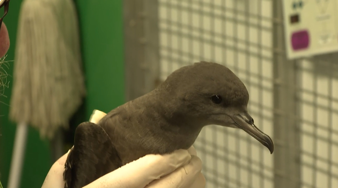Volunteers kept busy during muttonbird migration season – NBN News