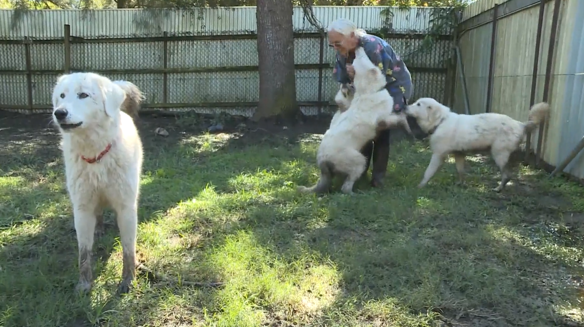 Urunga Maremma dogs rescued, but donations needed – NBN News