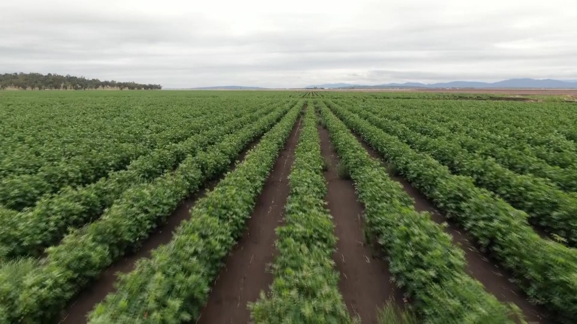 Climate-resilient crops? – NBN News