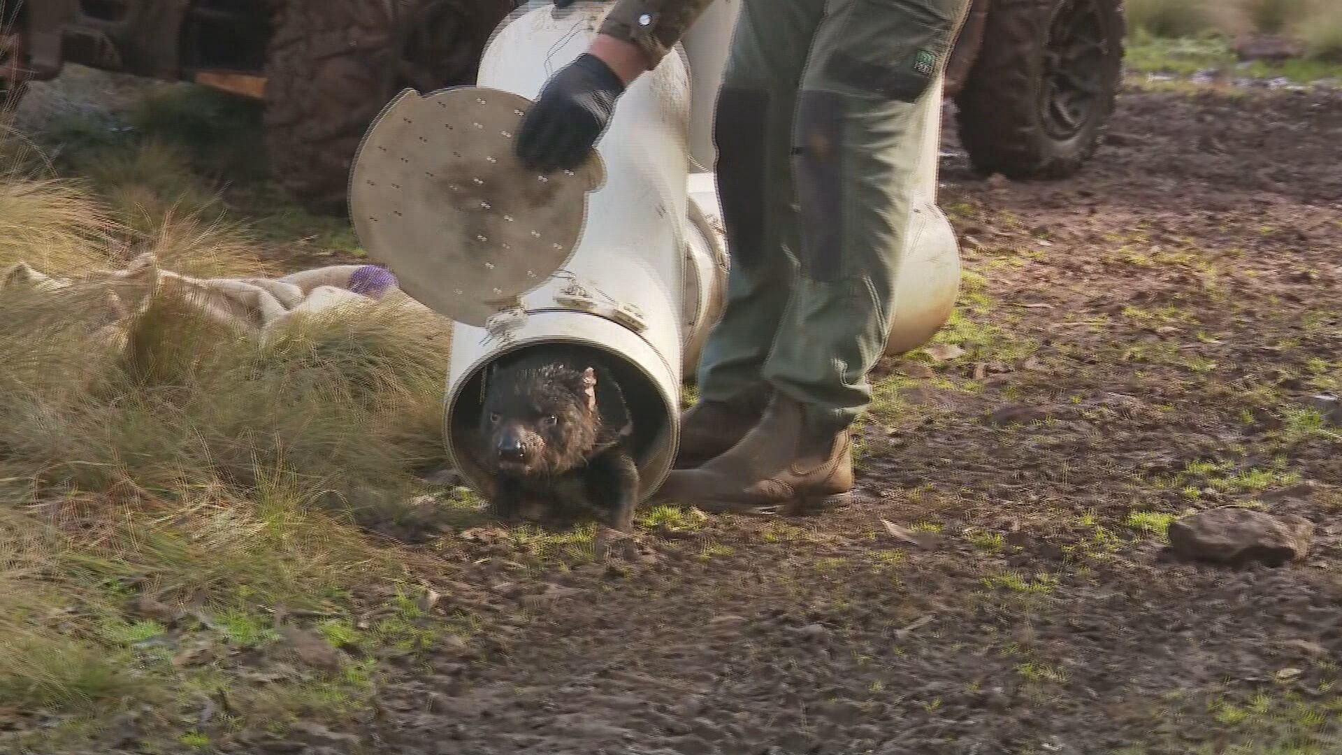 Devils discovered amid Aussie Ark flood cleanup – NBN News