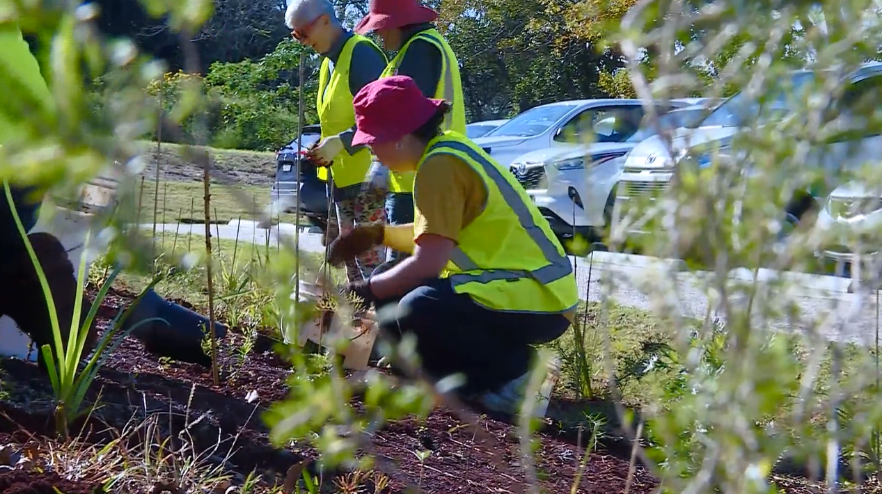 Critters to be fed by native garden planted at Northern Rivers Wildlife ...