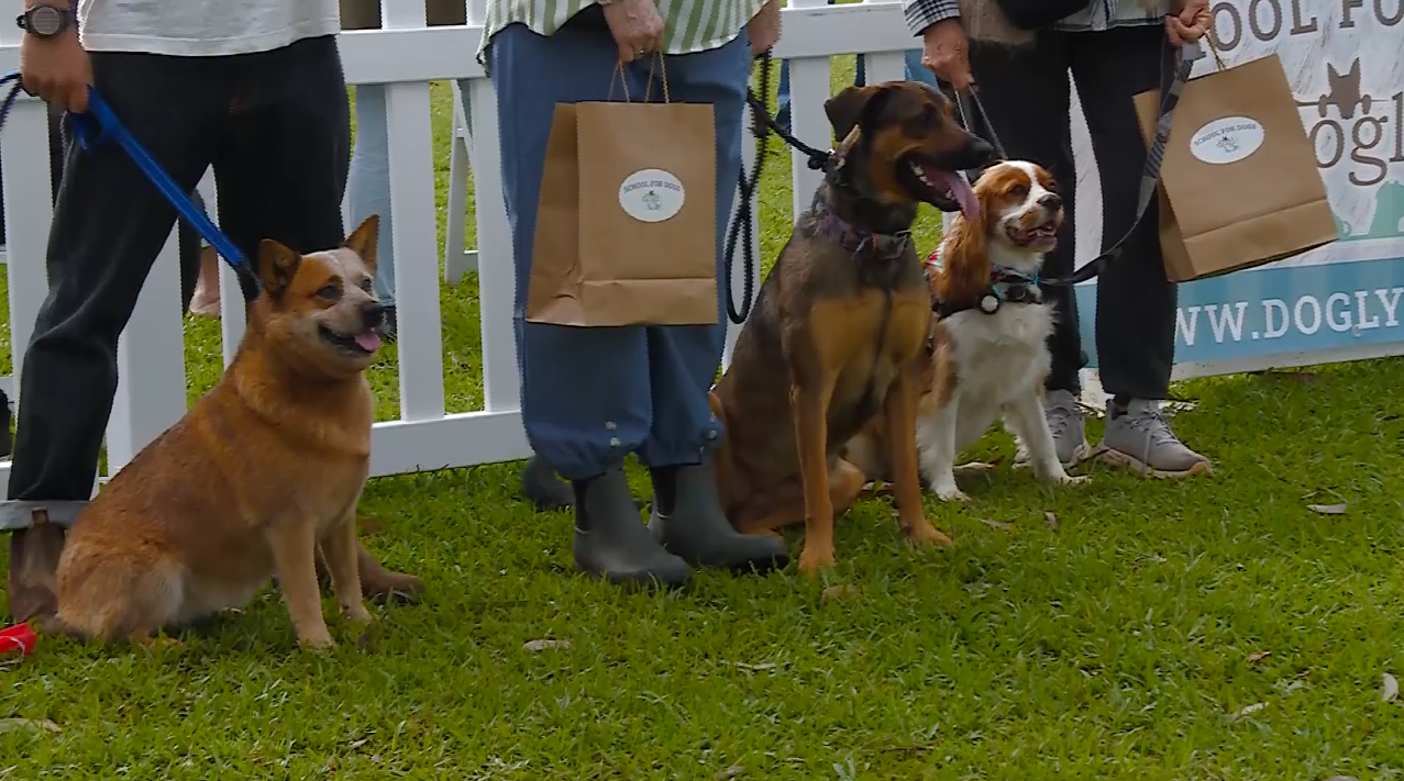 Furry Friends Festival proves popular with local pooches – NBN News
