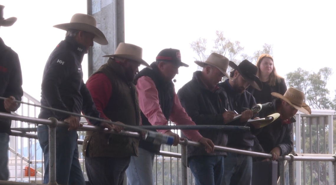 Gunnedah Saleyards upgrade officially complete – NBN News
