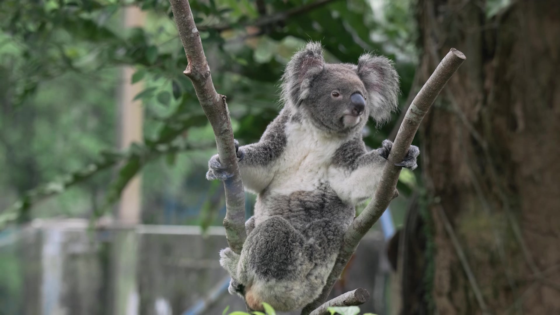 Spike in koala fatalities prompts warning for breeding season – NBN News