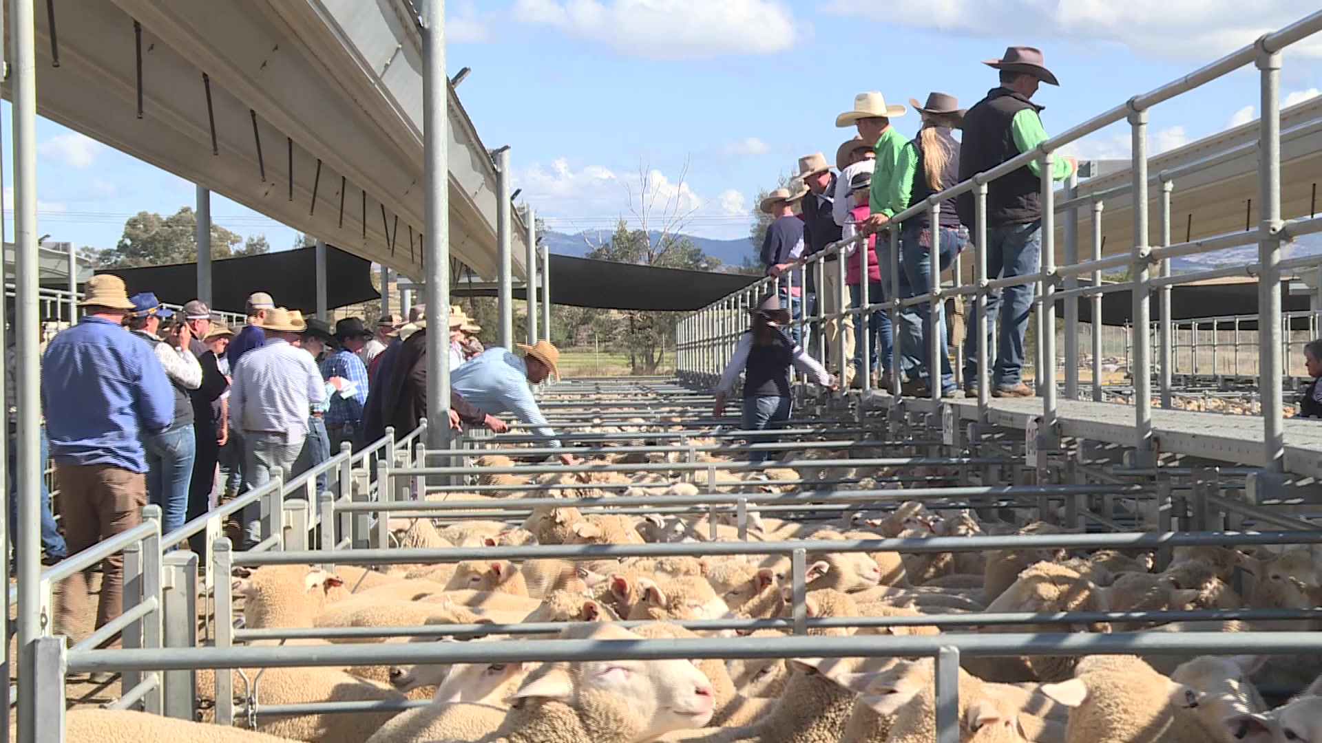 Record returns for lamb producers at Tamworth saleyards – NBN News