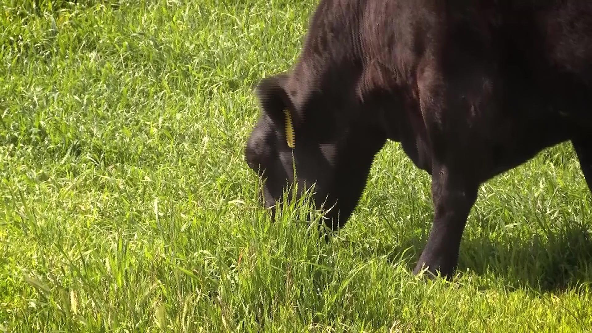 Beef boom for Aussie farmers – NBN News