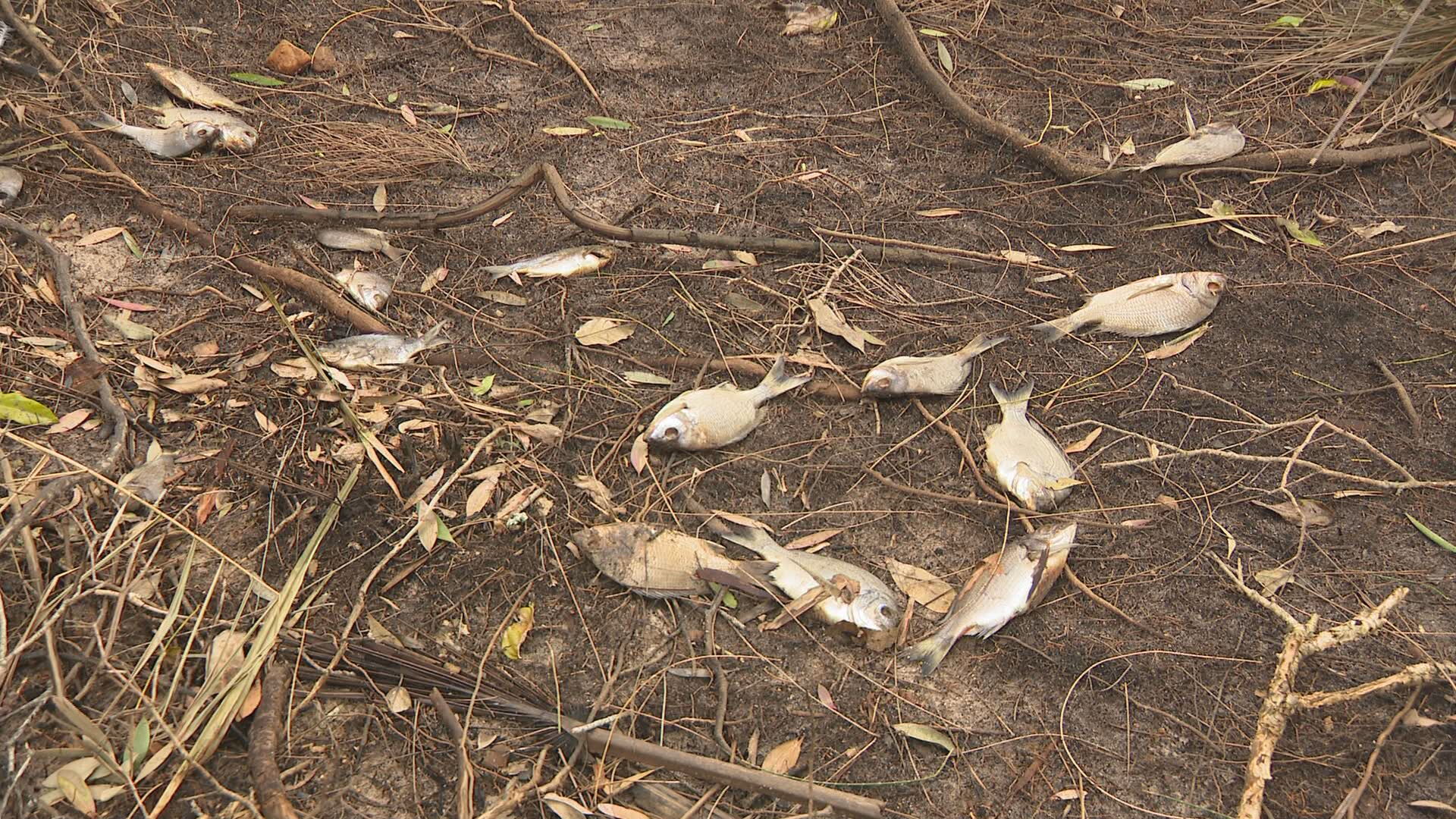 Myall Lakes mystery as thousands of dead fish wash up – NBN News