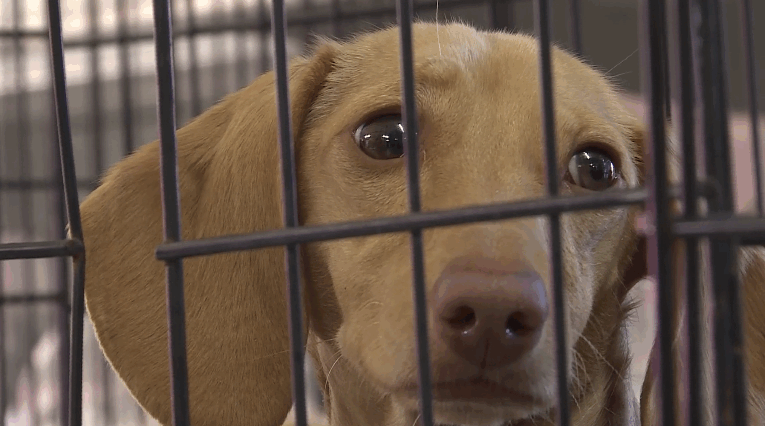 Furry friends find forever homes at Doyalson adoption day – NBN News