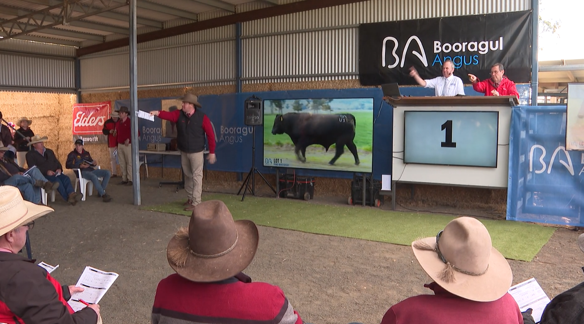 Booragul Angus sale kicks bull auction season into gear – NBN News